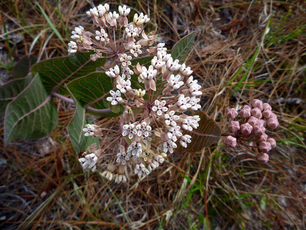 Florida Native Milkweed | Tips for Growing Your Monarch Friendly Garden ...