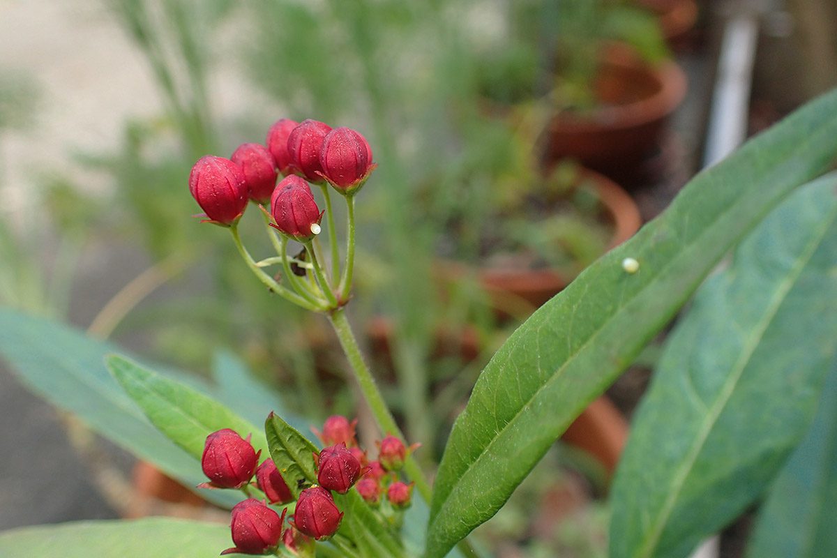 Monarch Caterpillar Predators | Beneficial Insects Aren't Always ...