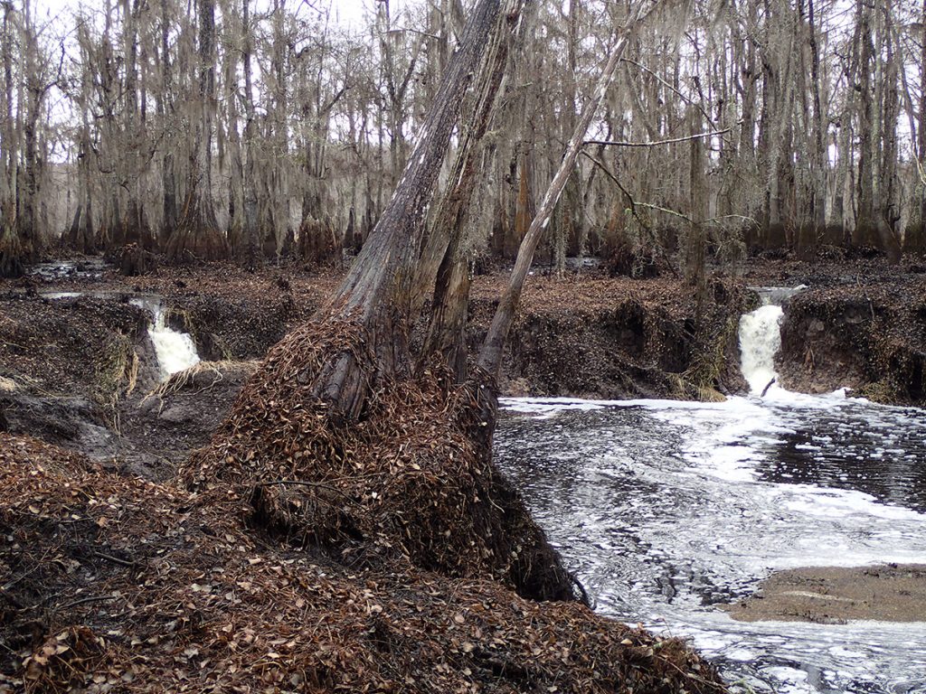 Exploring Muscogee Culture Through Shell Carving | The WFSU Ecology Blog