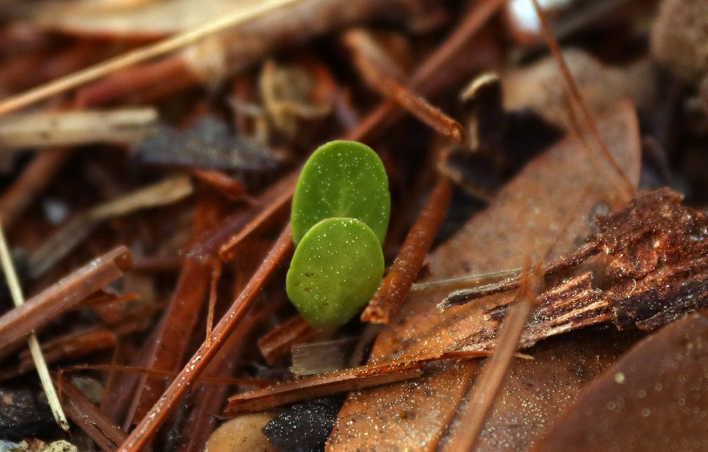 Florida Native Milkweed | Tips for Growing Your Monarch Friendly Garden ...