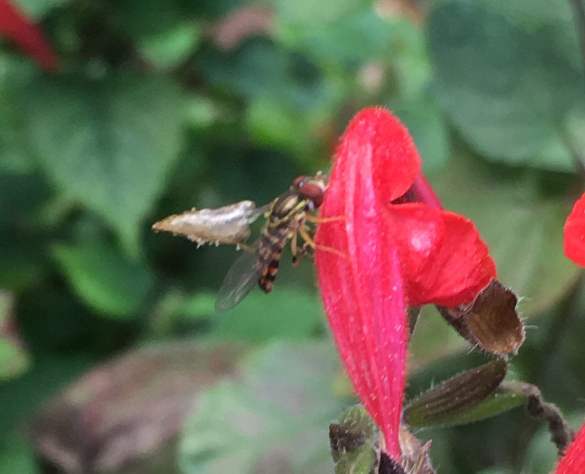 Flies of North Florida are More Diverse than You'd Think | The WFSU ...