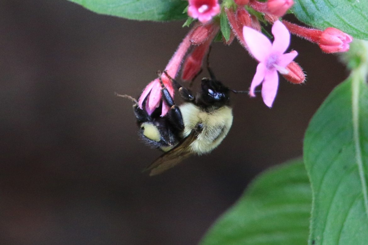 Beekeepers Give Home to Rare American Bumblebee Colony | The WFSU ...