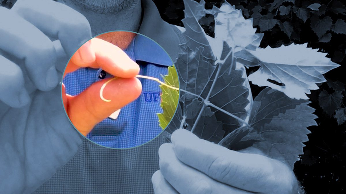 Woody Vines of North Florida | The WFSU Ecology Blog