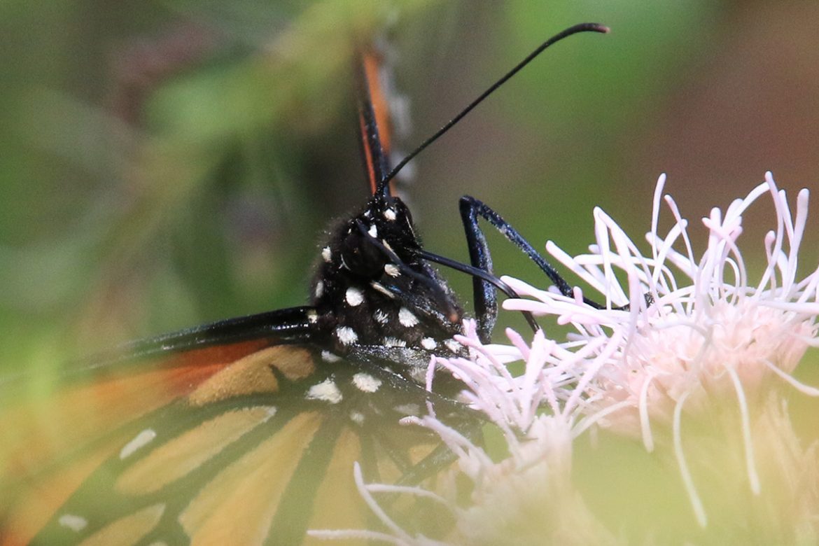 Monarch Caterpillar Predators | Beneficial Insects Aren't Always ...